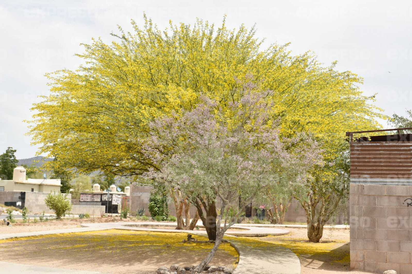 Vivero Municipal de Hermosillo regalará árboles nativos – Tiznado Noticias