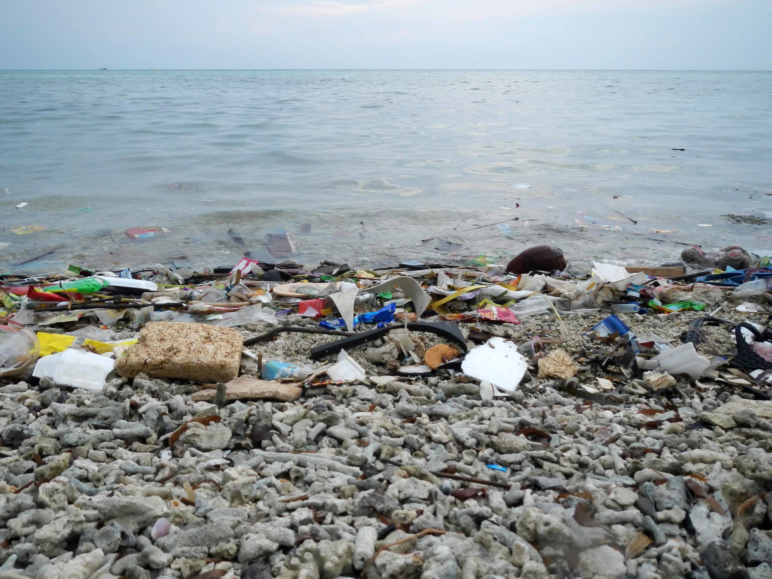Hongos que podrían ayudar a limpiar el mar – Tiznado Noticias